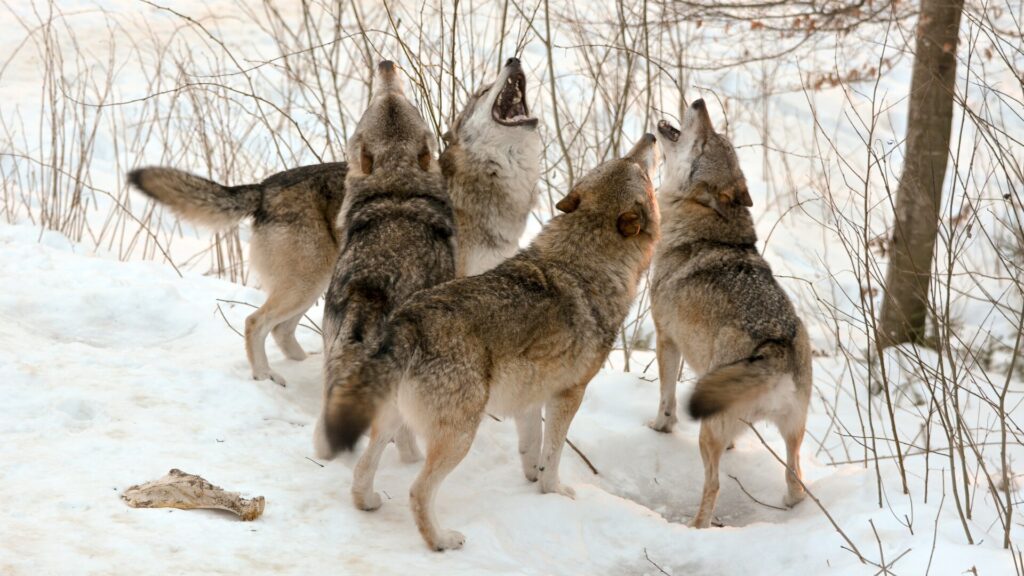 La Finlande réautorise la chasse au loup - Chasses éternelles