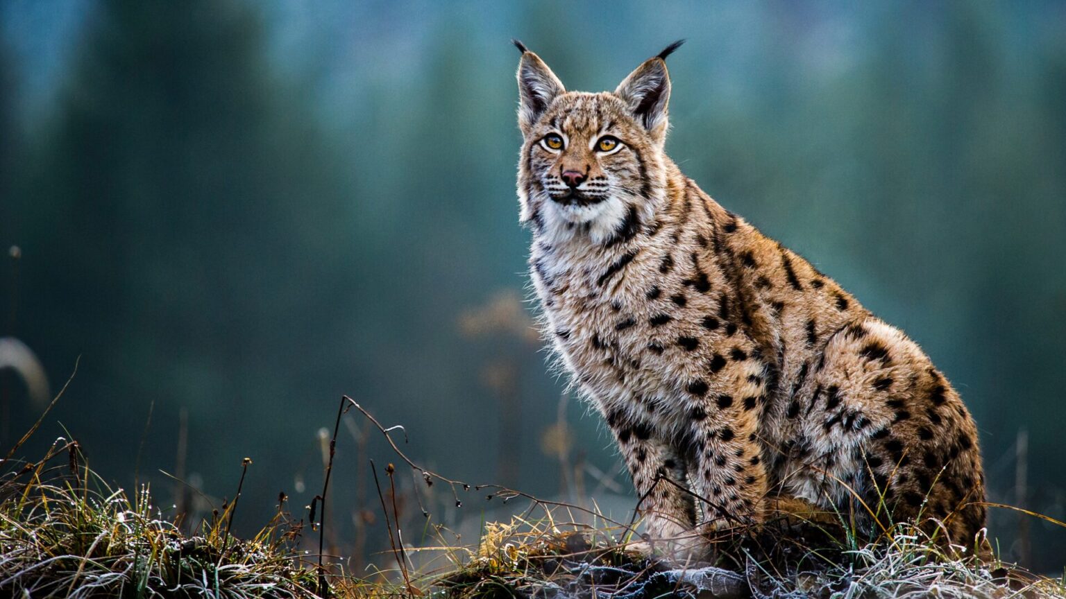 Loup, lynx : la cohabitation jamais questionnée - Chasses éternelles